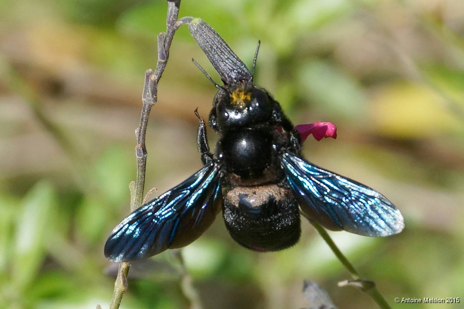 Xylocope Violacé (abeille charpentière)