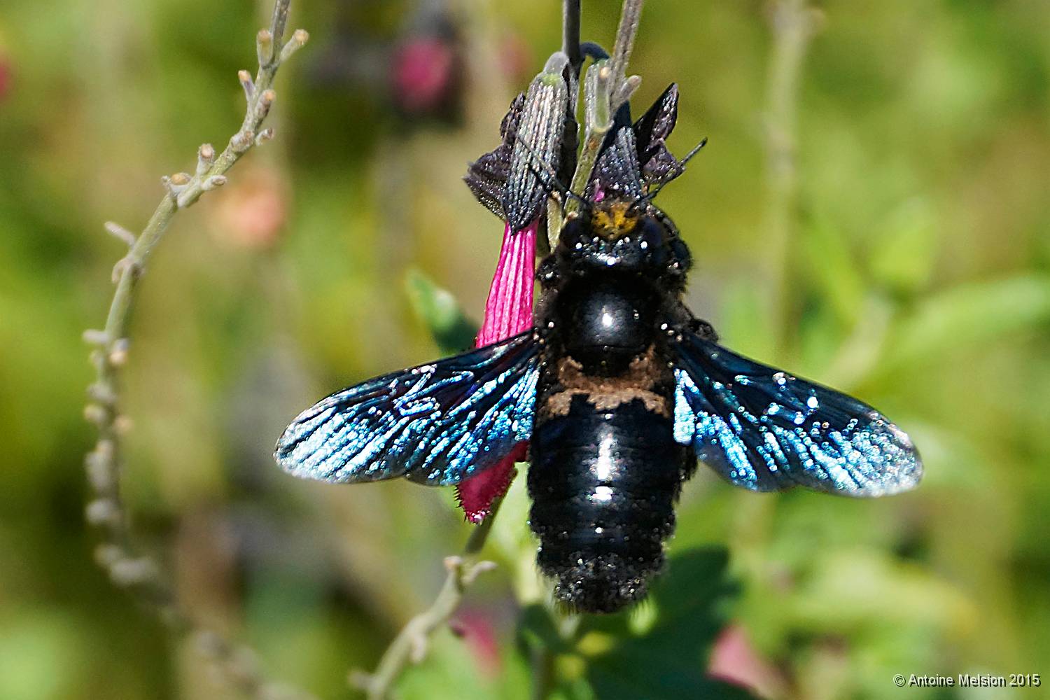Xylocope Violacé (abeille charpentière)