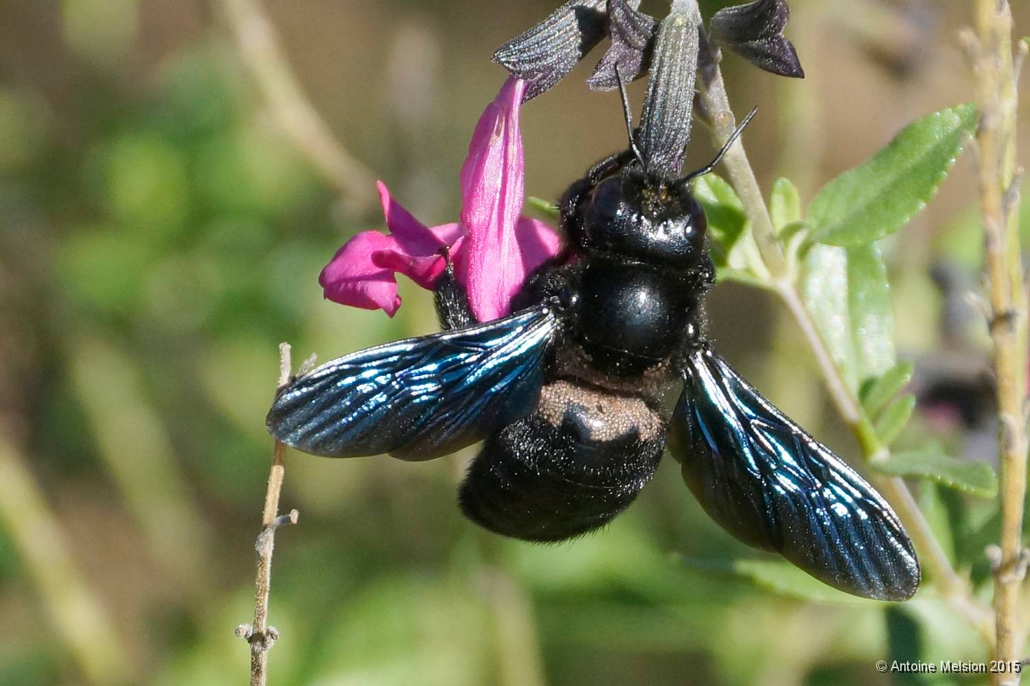 Xylocope Violacé (abeille charpentière)