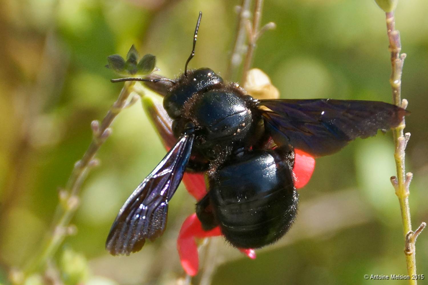 Xylocope Violacé (abeille charpentière)